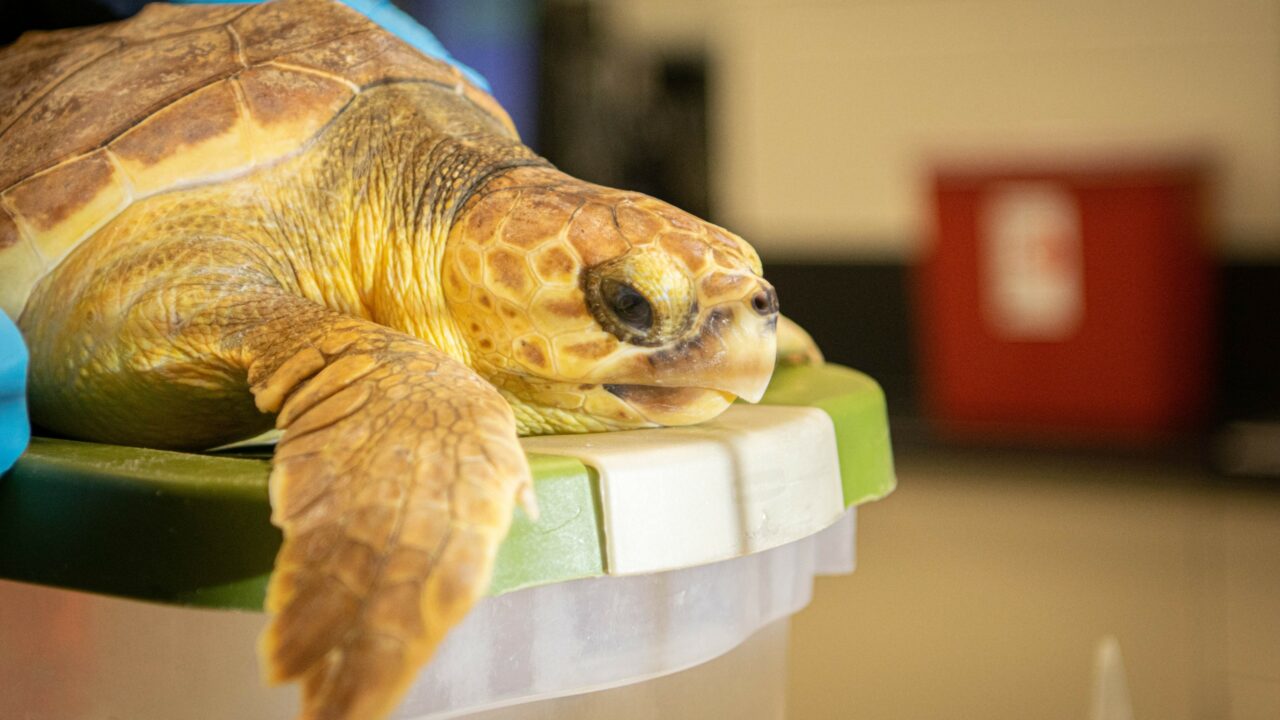 Wildlife Workshop - The Houston Zoo