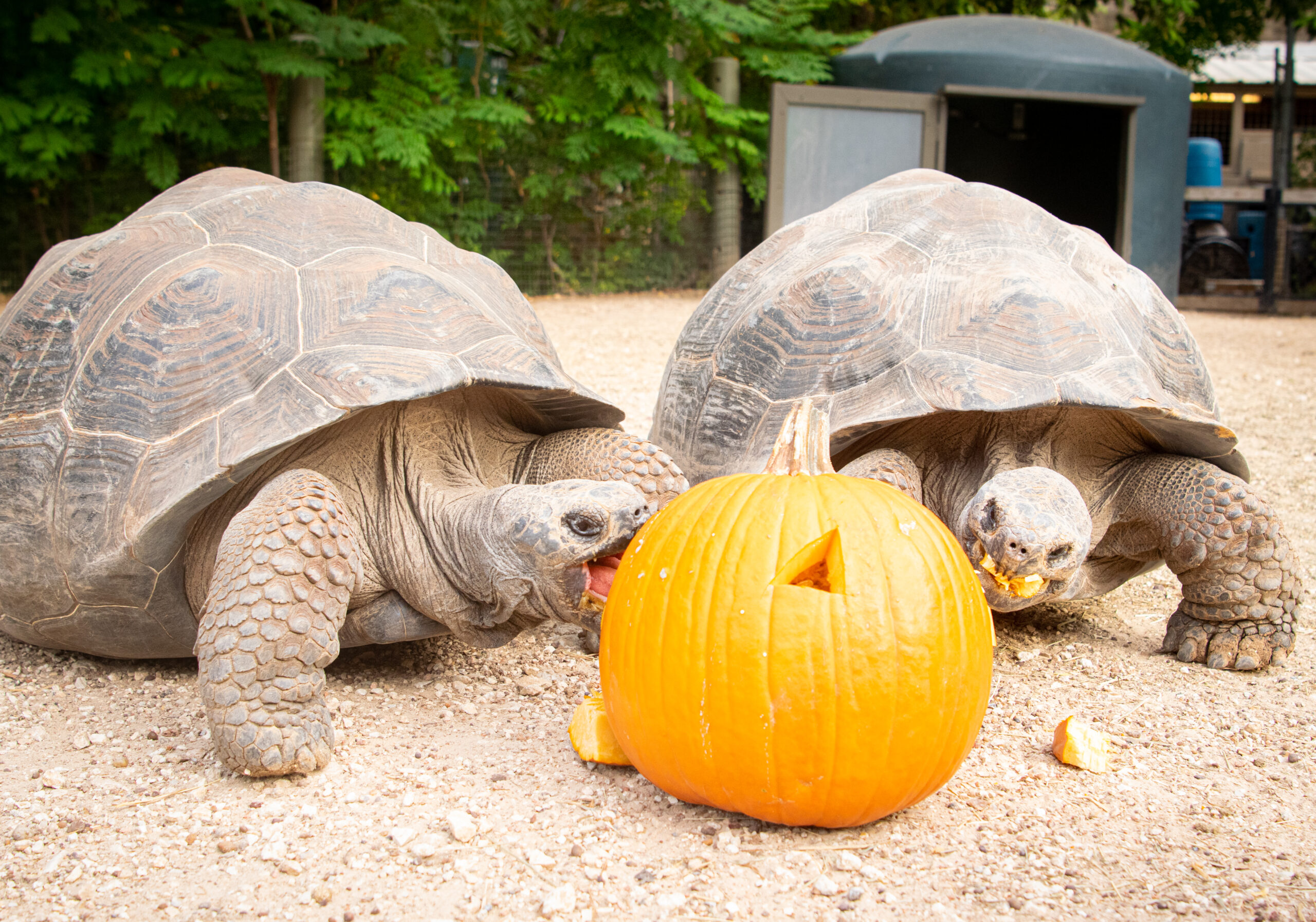 Oh MY Gourdness – It’s Fall Y’all! - The Houston Zoo