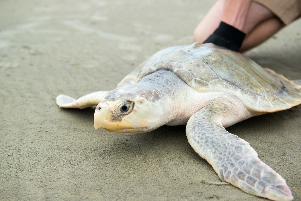 Recognizing the Release – Sea Turtles! - The Houston Zoo