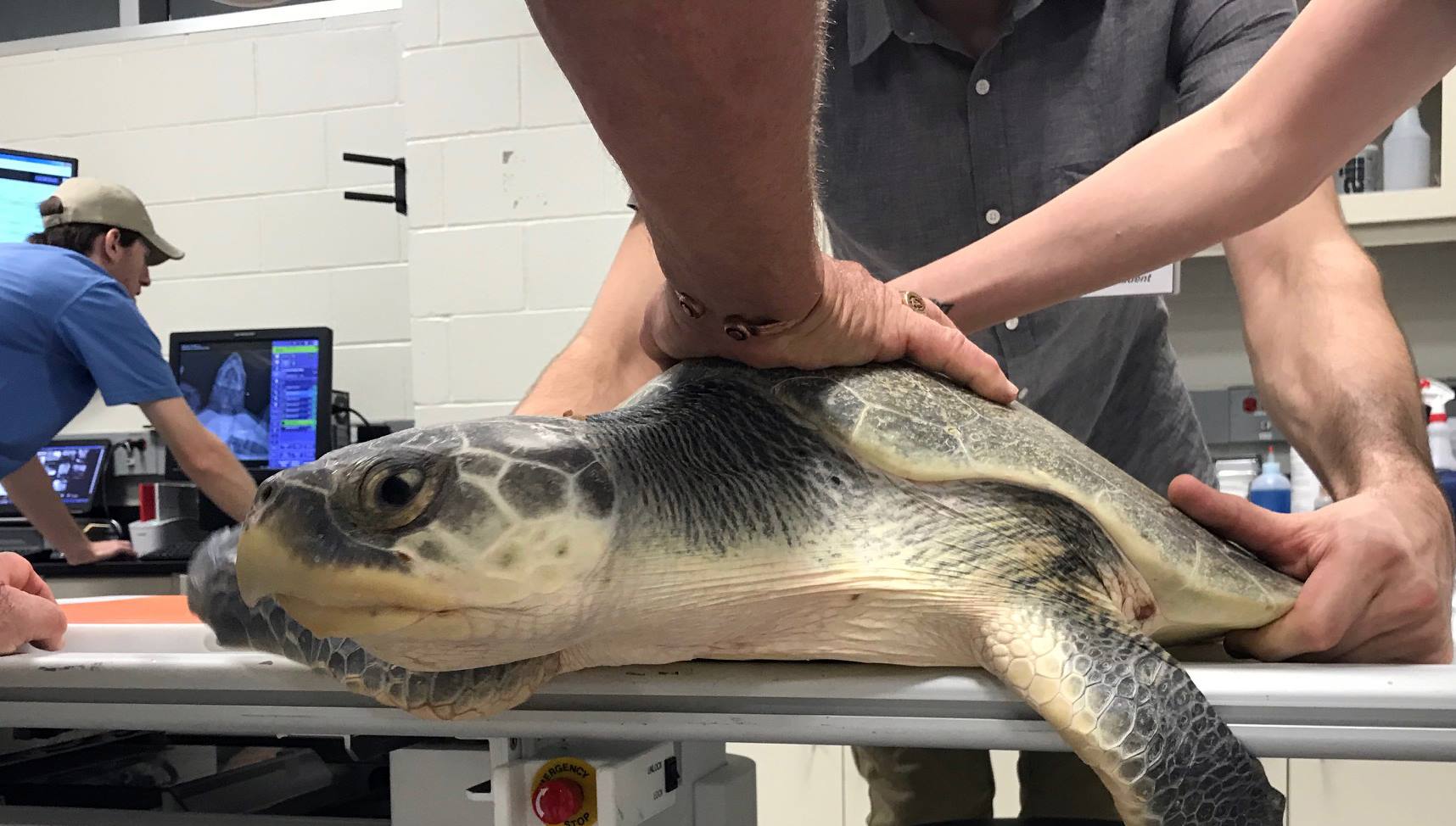 Rescued Sea Turtles Need Your Help! - The Houston Zoo