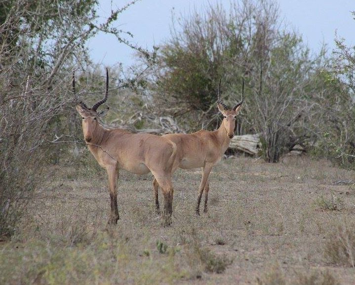 Saving the World’s Most Endangered Antelope - The Houston Zoo