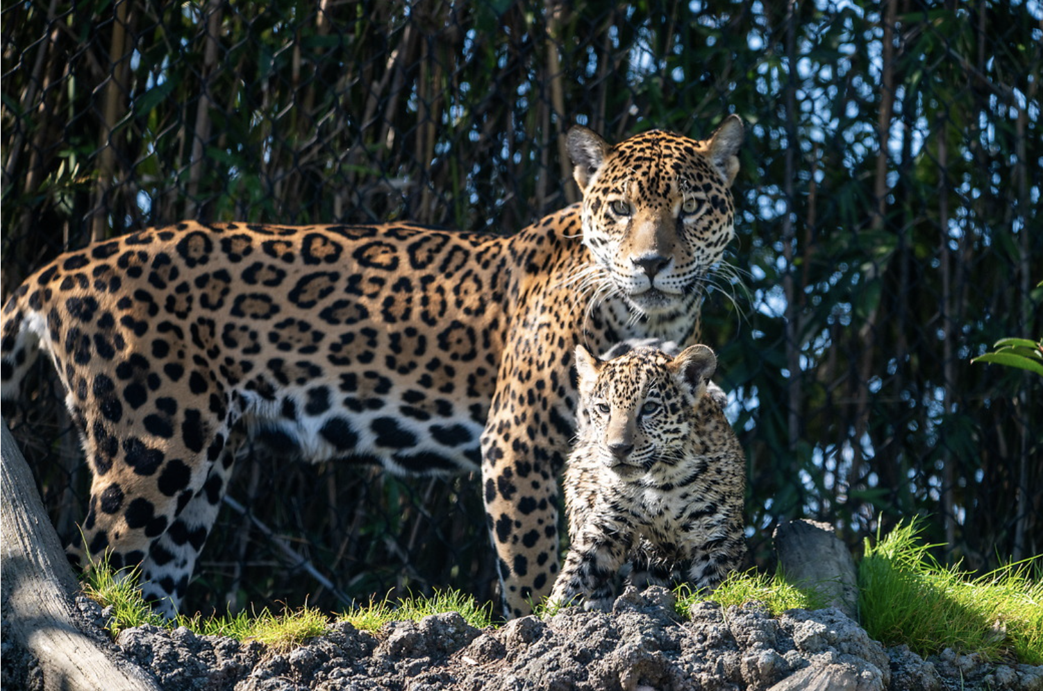Wild About Mom - The Houston Zoo